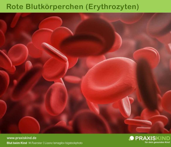 Blut bei Kindern » Blutzellen und Blutbildung | NETPAPA